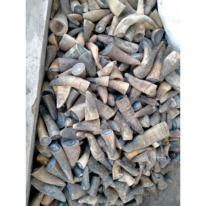 Jual PADATAN TANDUK SAPI KERBAU | Shopee Indonesia