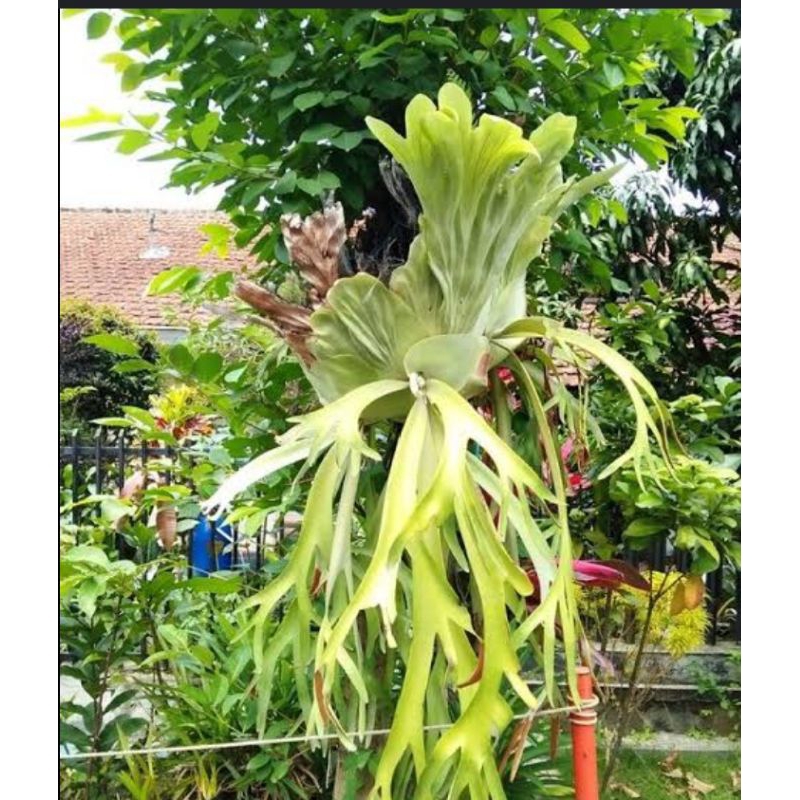 Jual Tanaman tanduk rusa, kadaka | Shopee Indonesia