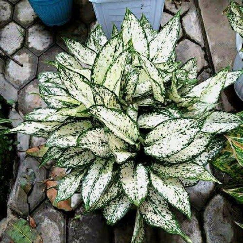 Jual Tanaman Hias Aglonema Snowhite Daun Rimbun 5 Up | Shopee Indonesia