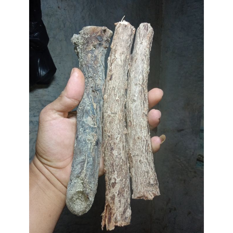 Jual kayu stigi laut erosi alam | Shopee Indonesia