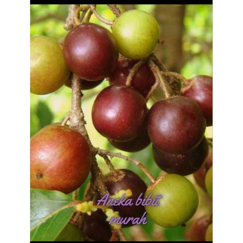 Jual BIBIT BUAH RUKEM SUPER | Shopee Indonesia