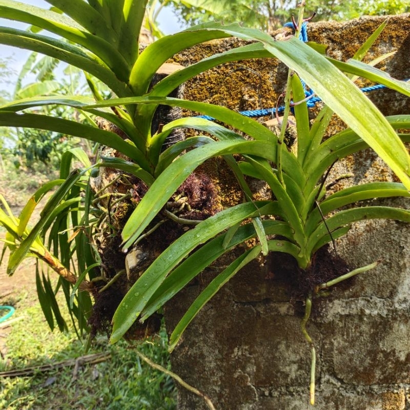 Jual Anggrek vanda tricolor media batang kopi tempel/gantung | Shopee ...