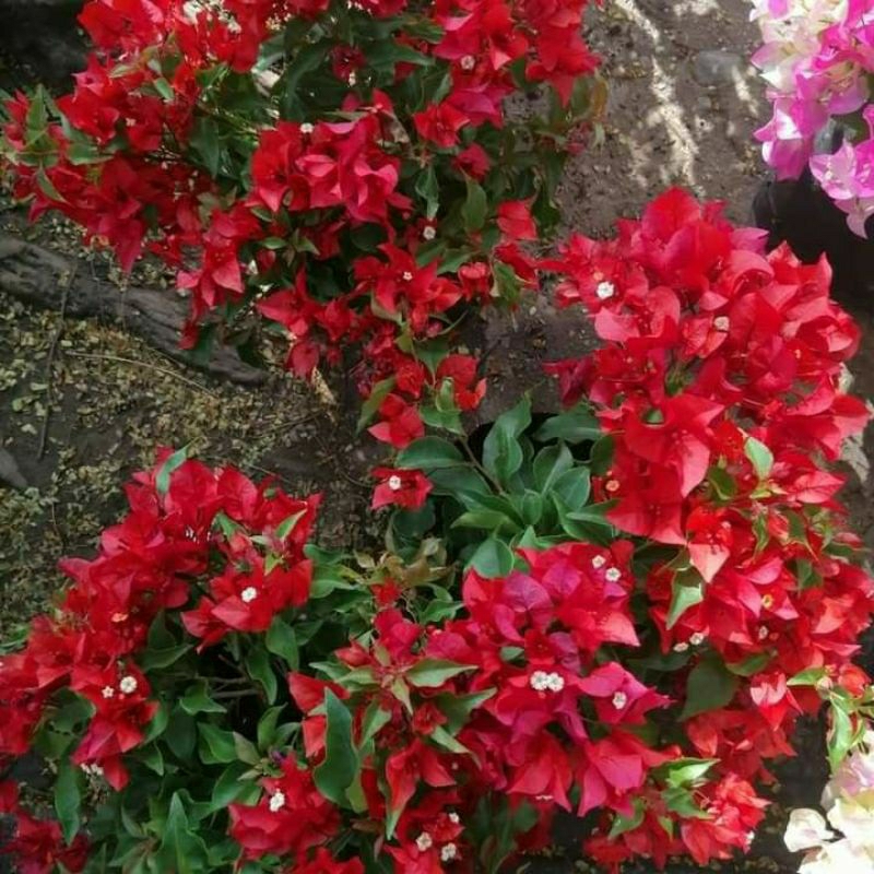 Jual Bougenville Merah - Tanaman Hias Bougenville Merah | Shopee Indonesia