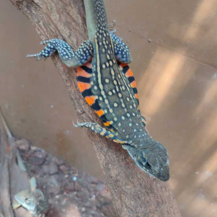 Jual Butterfly Agama / Kadal Kupu-Kupu / Leiolepis Belliana | Shopee ...