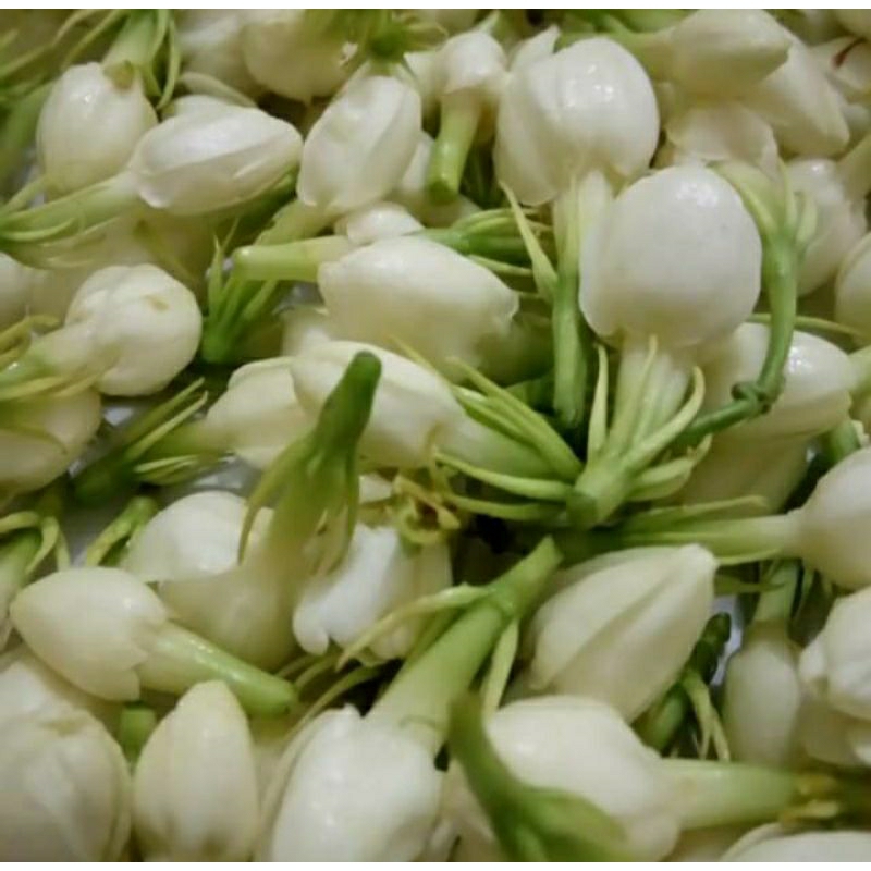 Jual bunga melati asli segar/ kembang kantil asli segar /bunga 7 rupa ...