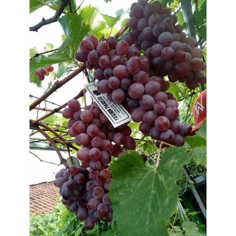 Jual BIBIT ANGGUR IMPORT ( JUPITER ) | Shopee Indonesia