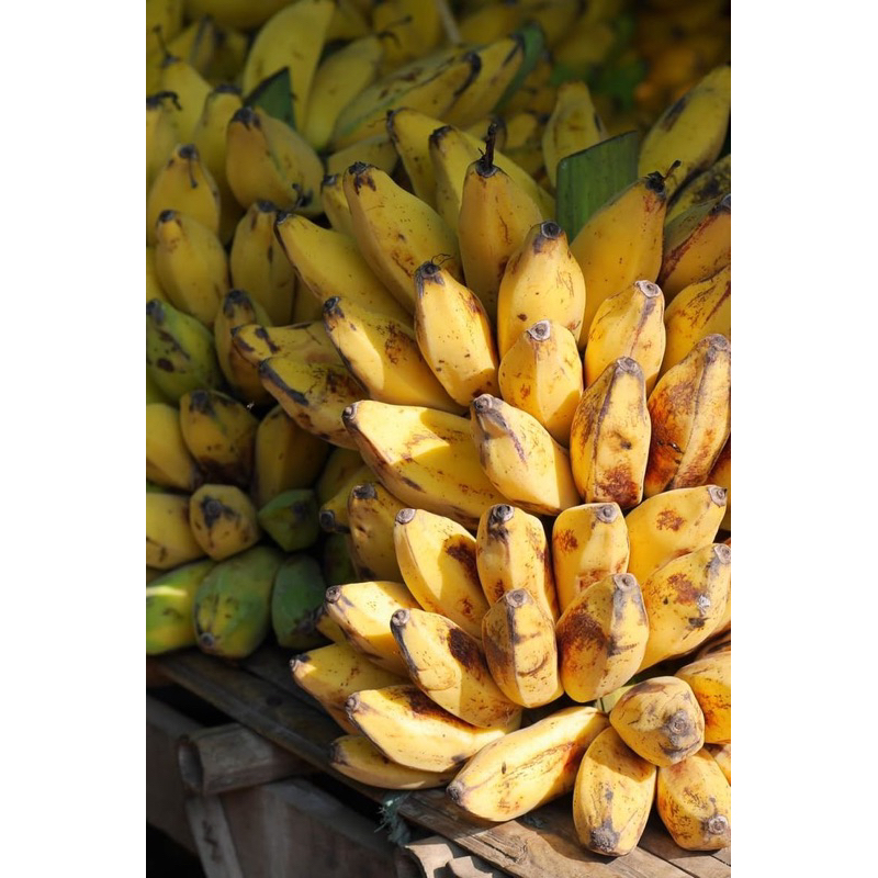 Jual PISANG KUNING BETAWI | Shopee Indonesia