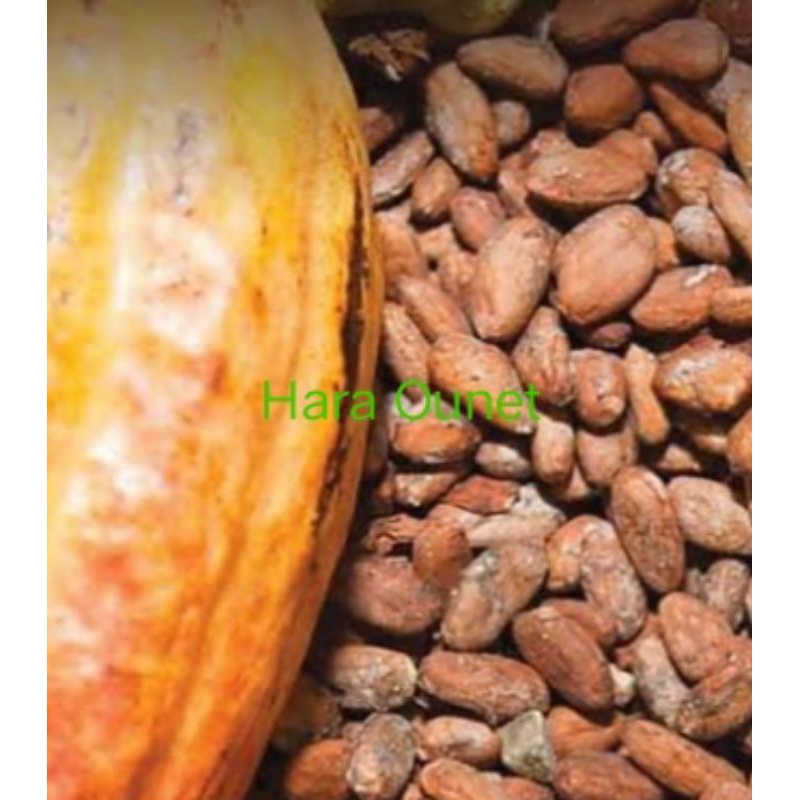 Jual Biji Kakao / coklat Kering dan bersih kemasan hemat | Shopee Indonesia