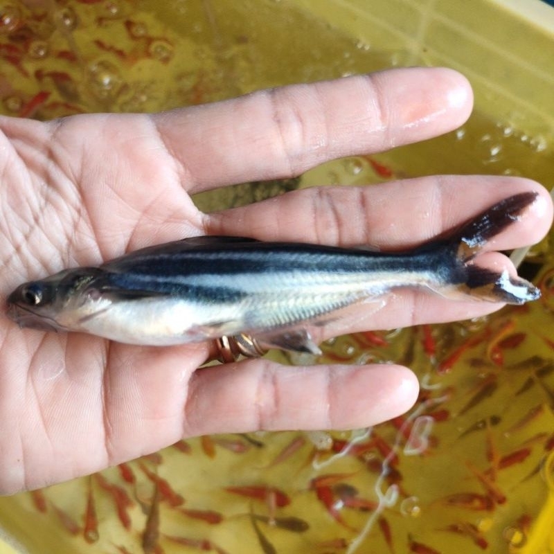 Jual Bibit ikan Patin | Shopee Indonesia