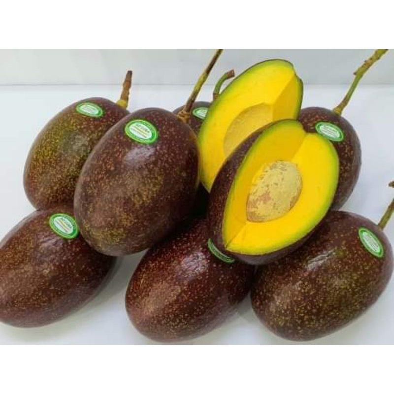 Jual BIBIT ALPUKAT CUBA / ALPUKAT MERAH ( VALID 100 %) | Shopee Indonesia