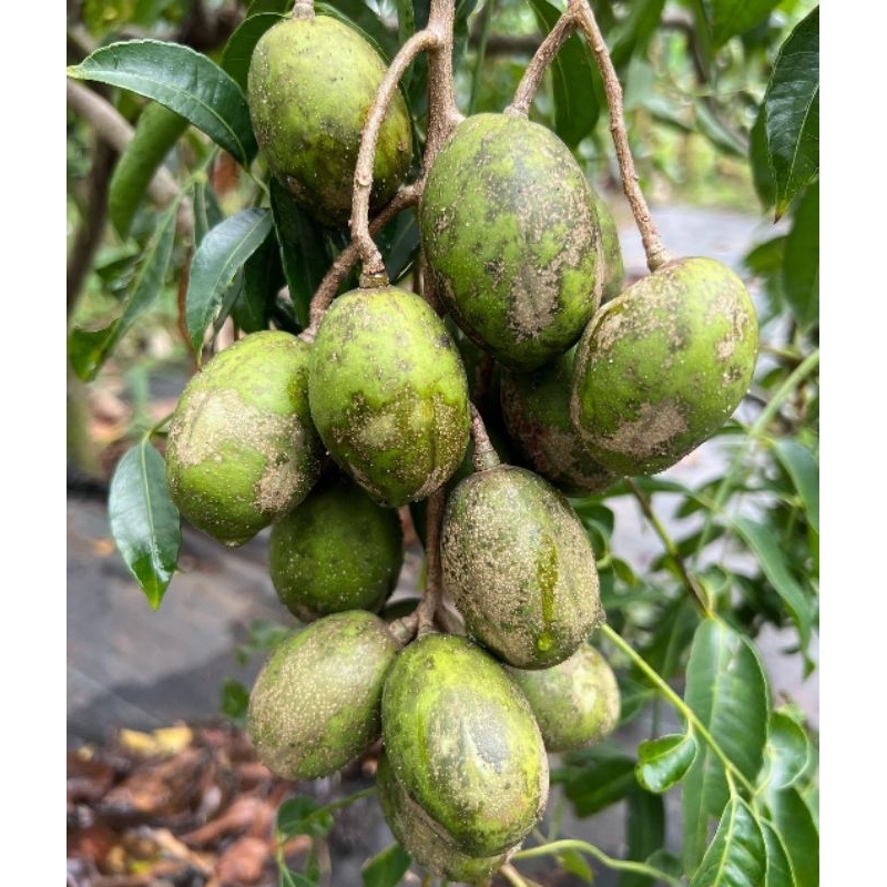 Jual KEDONDONG 1KG/BUAH KEDONDONG FRESH 1KG | Shopee Indonesia