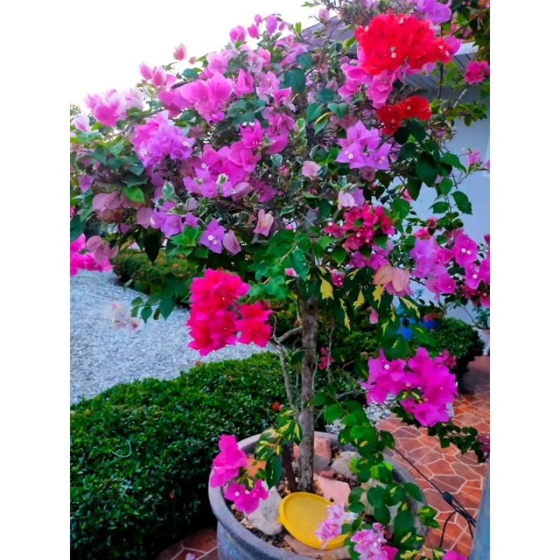 Jual TANAMAN HIAS BUGENVIL BUNGA KERTAS 6 WARNA CANTIK | Shopee Indonesia