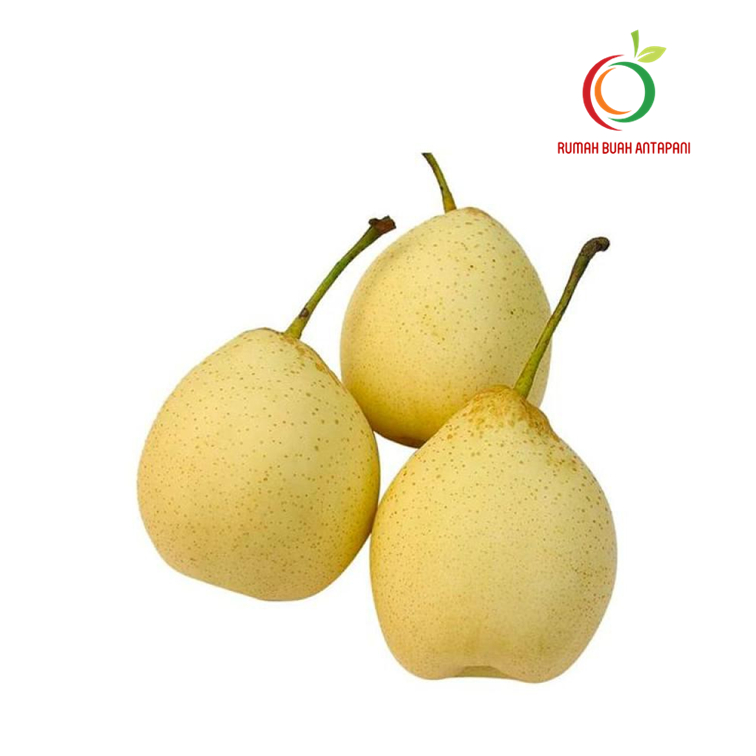 Jual Pear Kuning Yalie Segar Manis Renyah 500 Gram | Shopee Indonesia