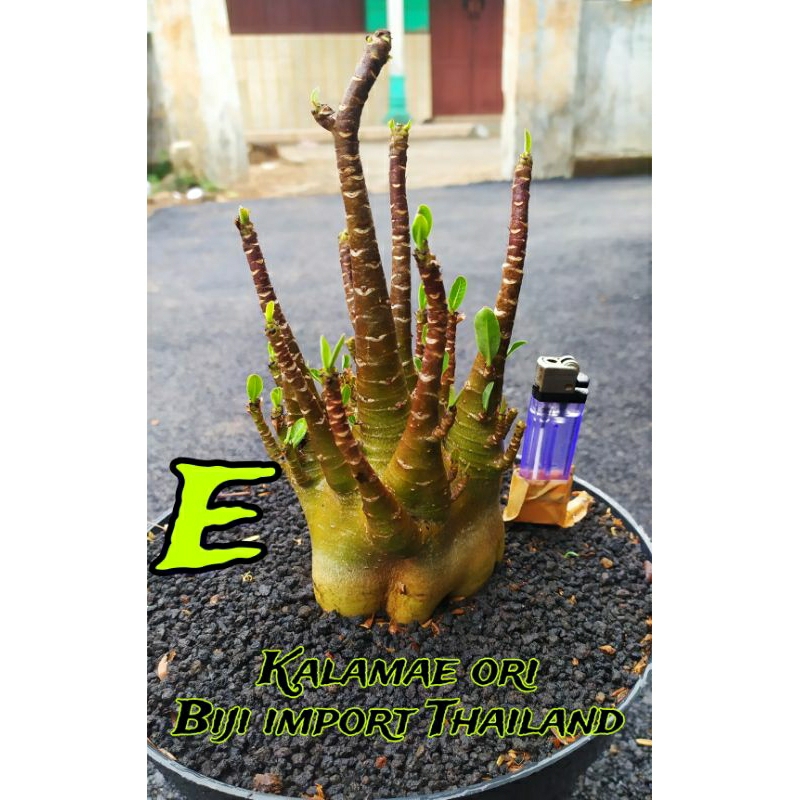 Jual KALAMAE | ARABICUM IMPORT | BLACK SKIN | ADENIUM IMPORT | BONSAI ...