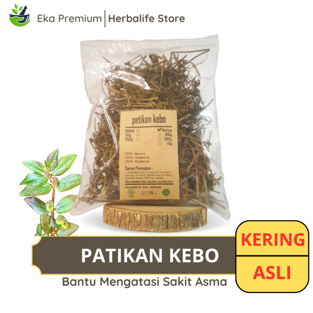 Jual PATIKAN KEBO KERING Ramuan Rempah Herbal Asli Jamu Minuman Alami ...