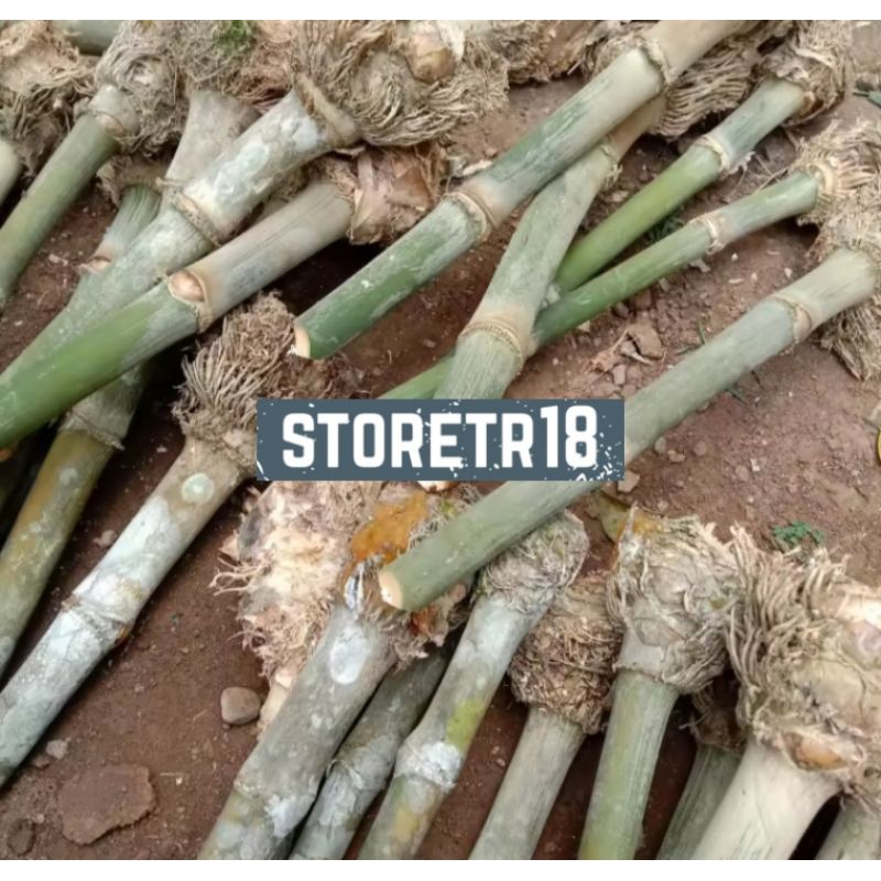 Jual Bibit Bambu Petung Jumbo Per 1 Bibit | Shopee Indonesia
