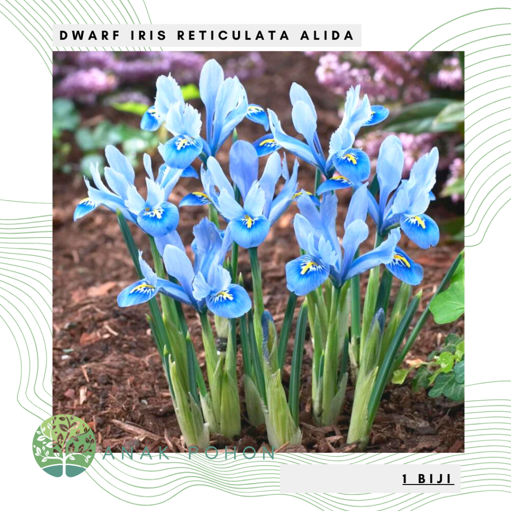 Jual Benih Bibit Biji - Bunga Dwarf Iris Reticulata Alida (Iris reticulata) Flower Seeds ...