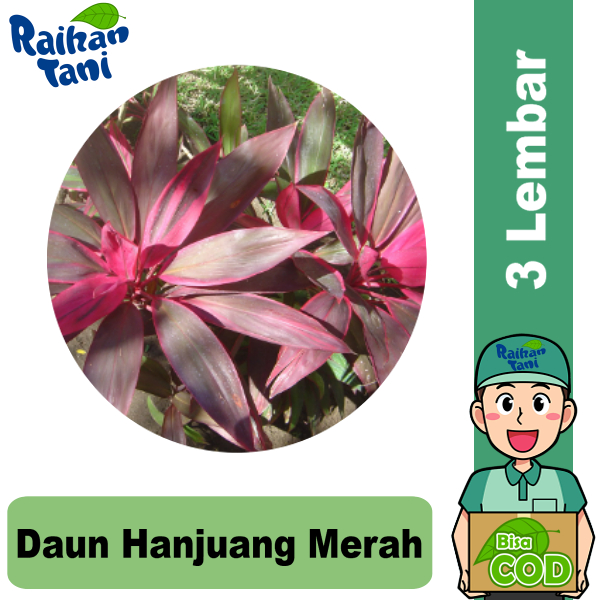 Jual Daun Hanjuang Merah Per 3 Lembar | Shopee Indonesia