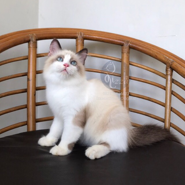 Jual makanan kucing Ragdoll longhair PURE, sdh Vaksin (nego) | Shopee ...