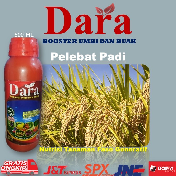 Jual (COD) Pupuk Cair Paling Ampuh Pelebat Buah Padi – Dara 500 Ml Pupuk Booster Umbi Dan Buah ...