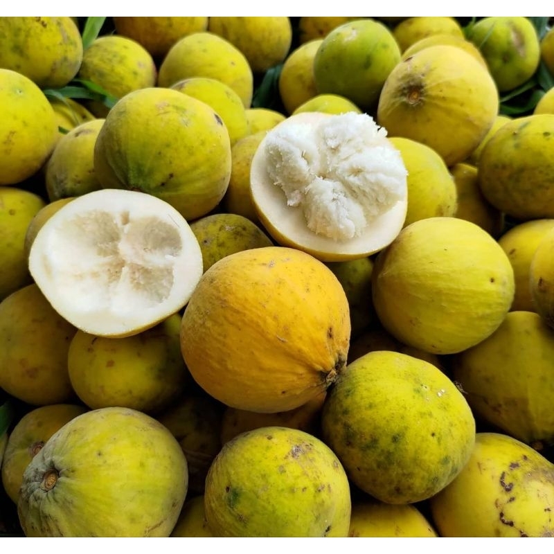 Jual BUAH KECAPI/KECAPI FRESH/KECAPI MANIS SEGAR 1KG | Shopee Indonesia Jual BUAH KECAPI/KECAPI FRESH/KECAPI MANIS SEGAR 1KG | Shopee Indonesia