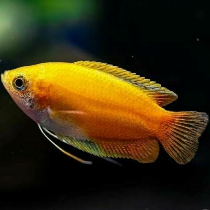 Jual ikan sepat madu / ikan sepat gold / ikan fish yellow kuning emas ...