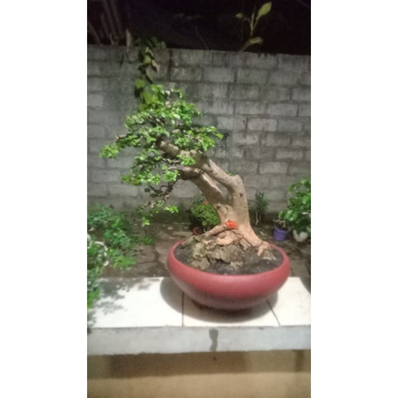Jual BONSAI DELIMA BATU SESUAI FOTO | Shopee Indonesia