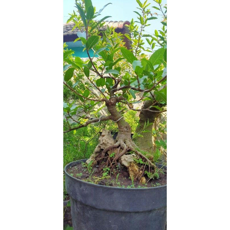 Jual bonsai loa | Shopee Indonesia
