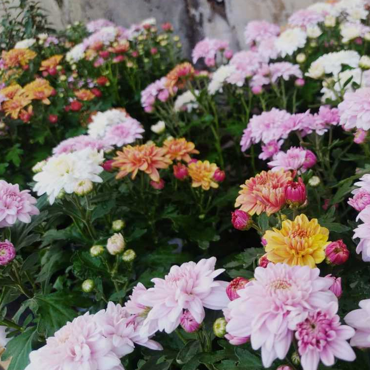 Jual TANAMAN HIAS HIDUP KRISAN ASTER BUNGA RANDOM | Shopee Indonesia