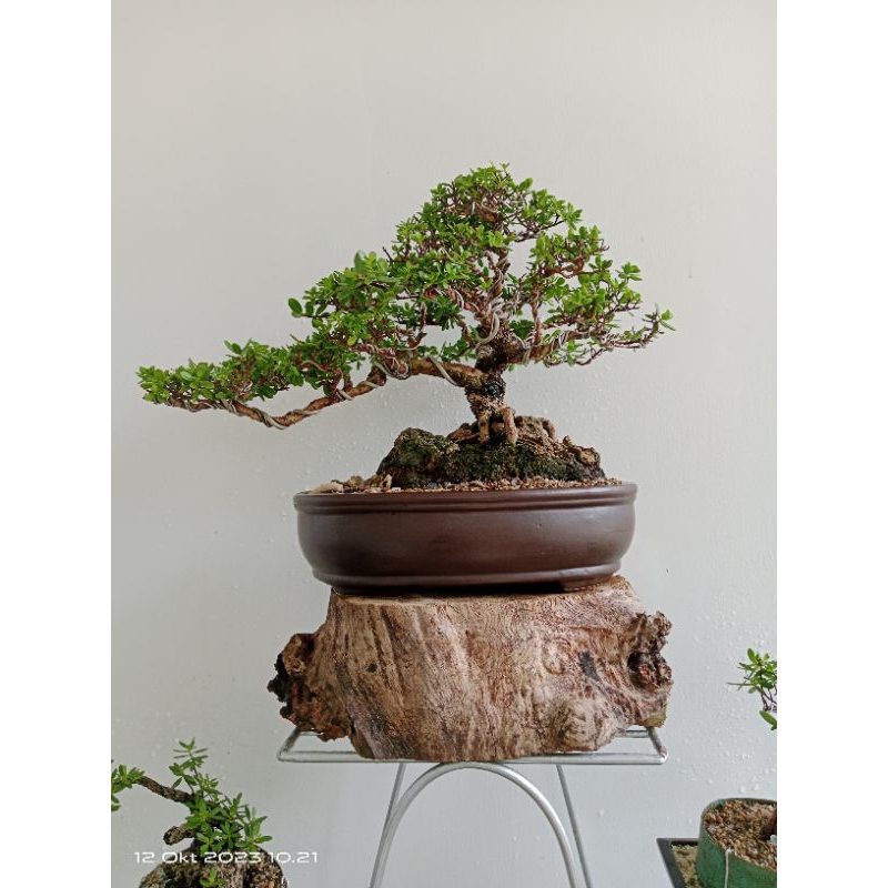 Jual Santigi Small Siap Kontes | Shopee Indonesia