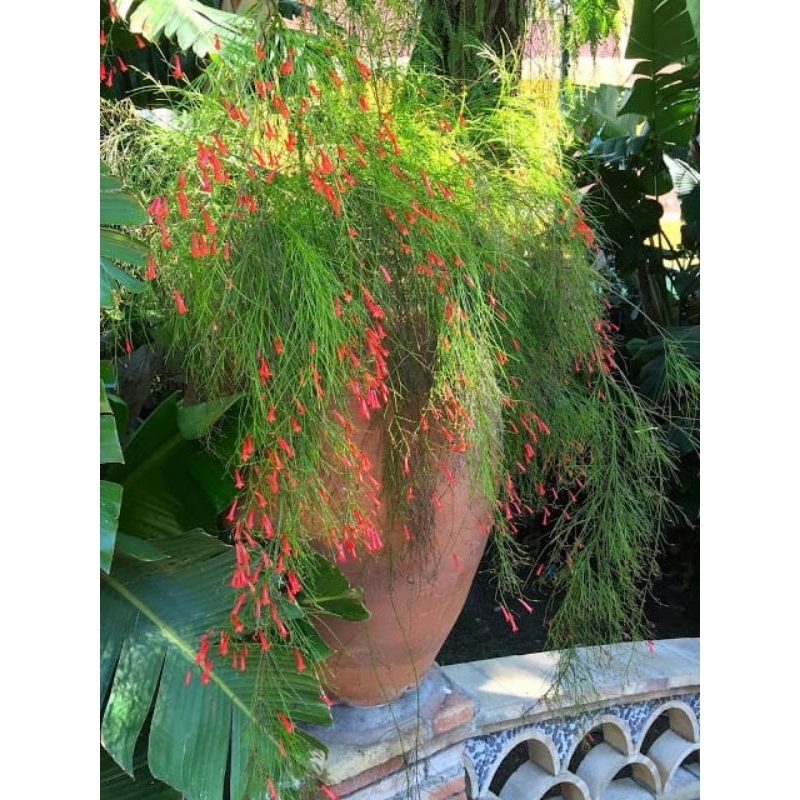 Jual Tanaman Bunga Air Mancur - Tanaman Hias Rosalia - Tanaman Hias ...