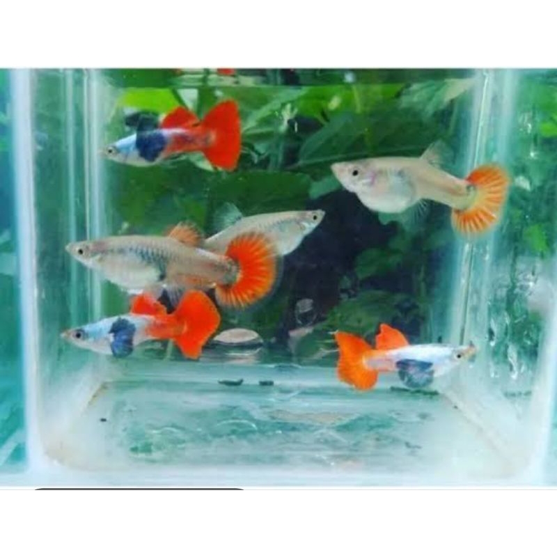 Jual Ikan hias Guppy PRTDE SEPASANG Jantan Dan Betina Aquascape | Shopee Indonesia