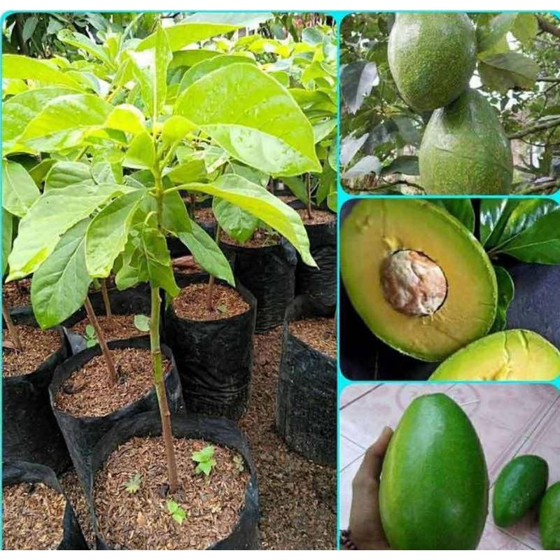 Jual Alpukat Batang Besar siap berbuah | Shopee Indonesia