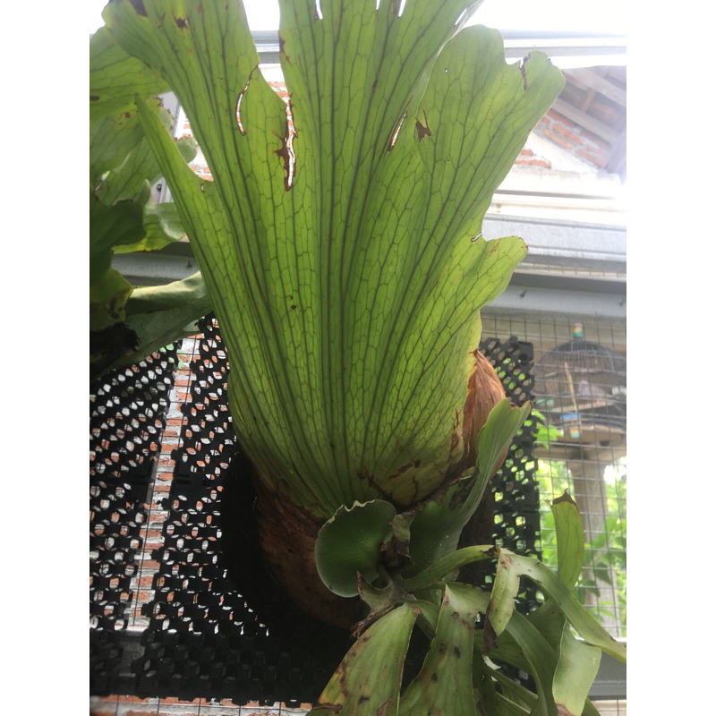Jual platycerium coronarium | Shopee Indonesia