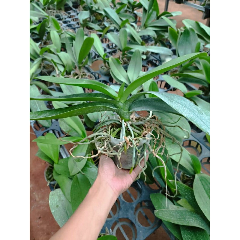 Jual ANGGREK BULAN JUMBO00 | Shopee Indonesia