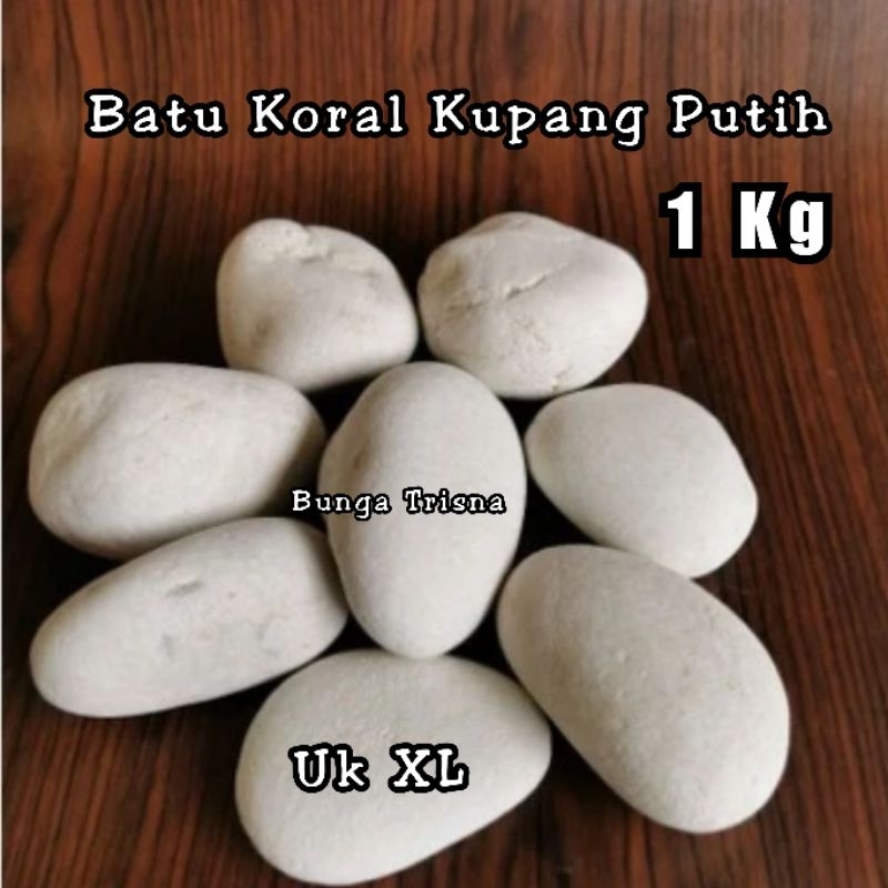 Jual Batu Alam Putih Koral Putih 1KG batu taman hiasan tanaman pot ...