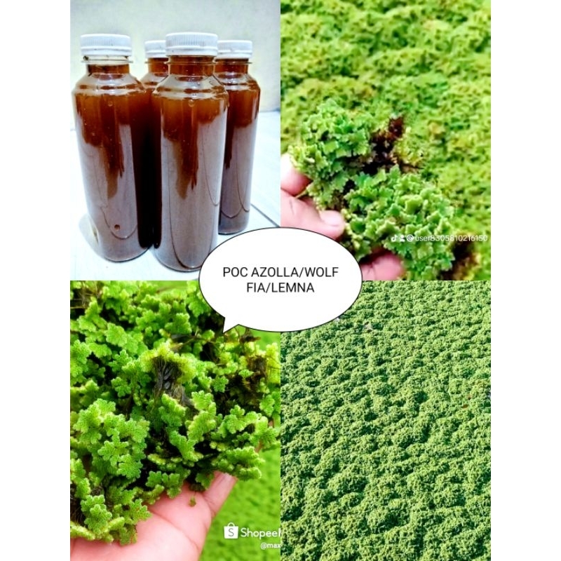 Jual Pupuk POC AZOLLA/WOLFFIA/LEMNA | Shopee Indonesia