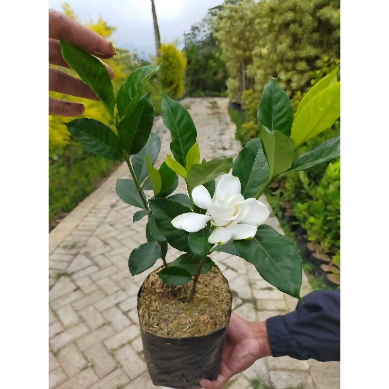 Jual Tanaman Kacapiring Bunga Kaca Piring Gardenia | Shopee Indonesia