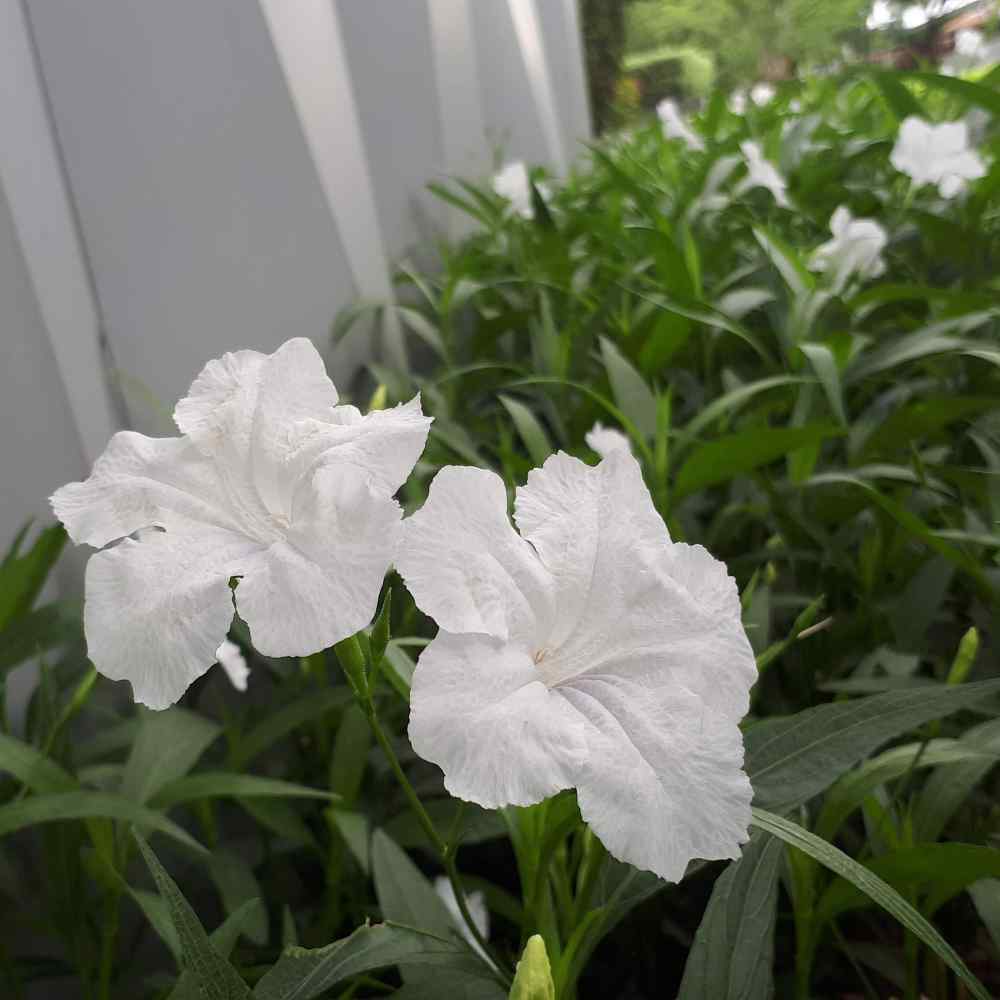 Jual Bibit Benih Bunga Ruellia Putih (25 Butir) | Shopee Indonesia