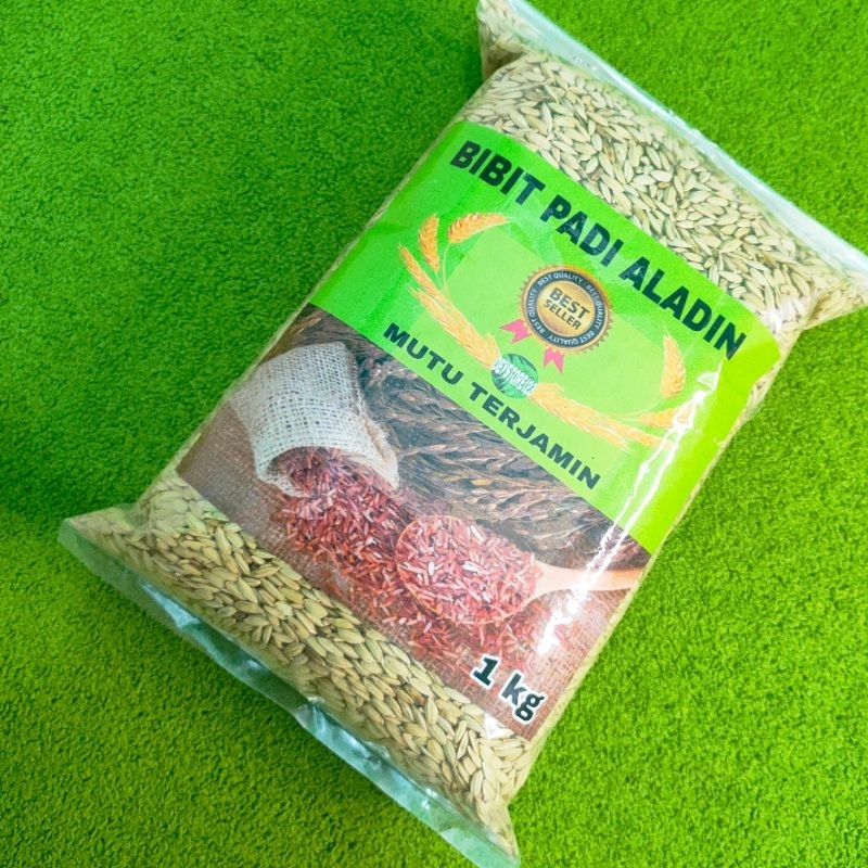 Jual Jual bibit Benih padi beras merah/ jenis aladin umur pendek 100 ...
