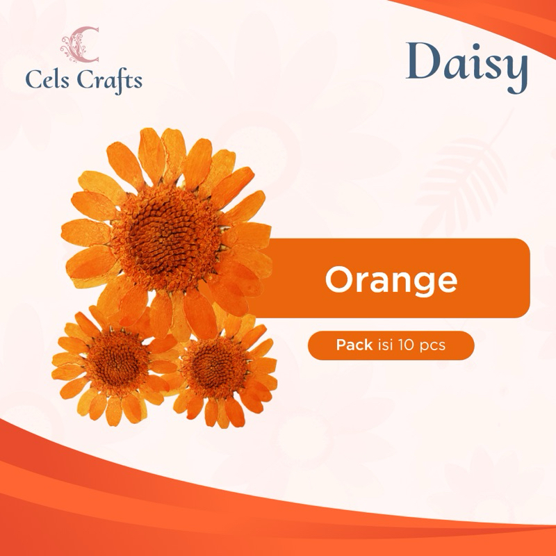 Jual [Pack] Pressed Flower Daisy - Bunga Daisy Kering Asli Warna Warni ...