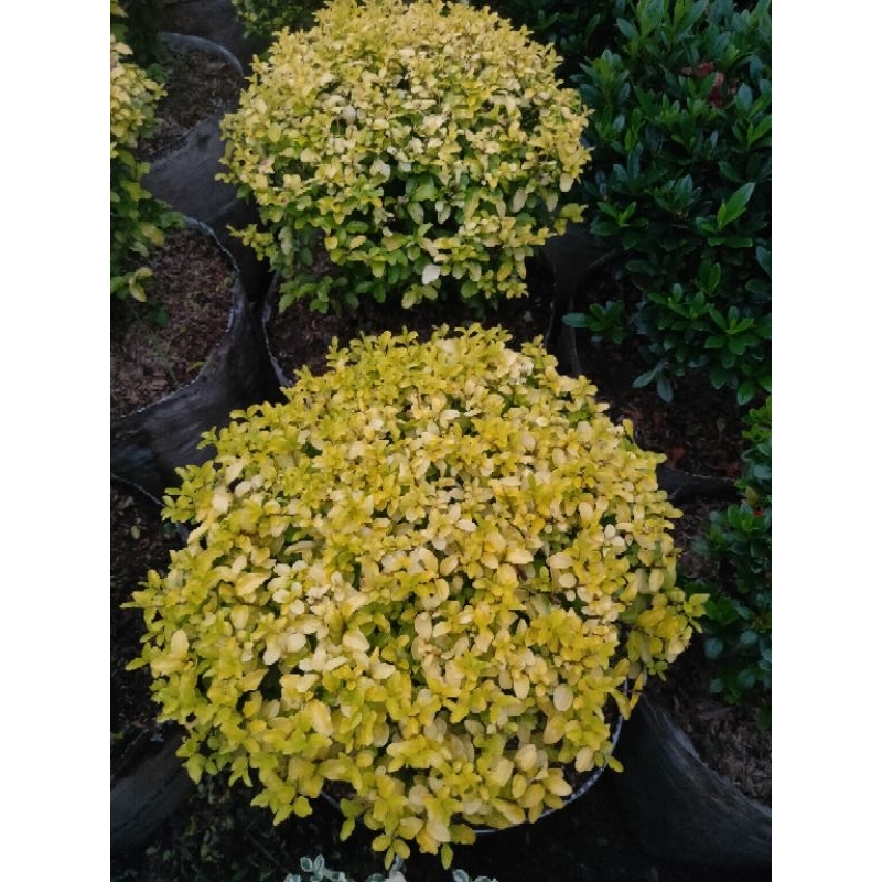 Jual jenis jenis bonsai legistrum sudah jadi bonsai | Shopee Indonesia