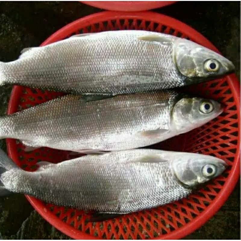 Jual ikan bandeng segar 1kg | Shopee Indonesia