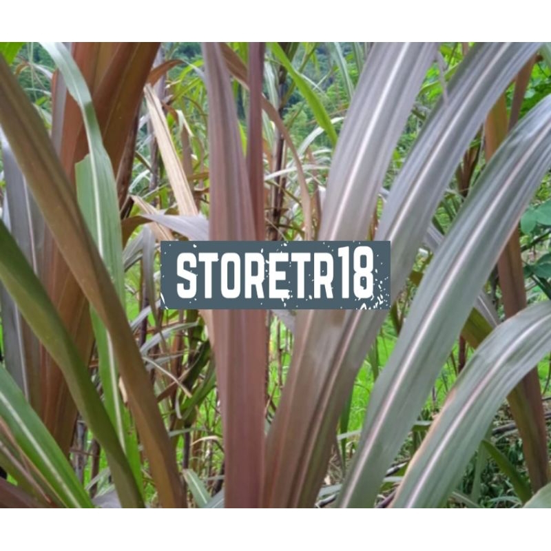 Jual Daun Tebu Hitam Tebu Ireng Tebu Wulung Segar Paket 250 Gram ...
