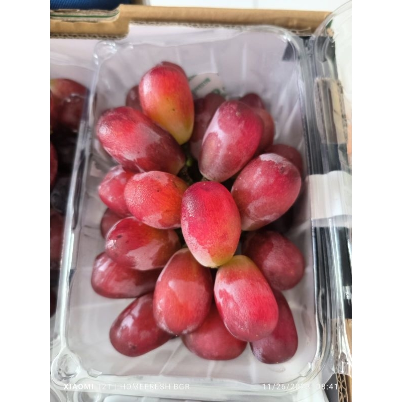 Jual ANGGUR RED MUSCAT SEGAR PREMIUM SUPER MANIS (500g) | Shopee Indonesia