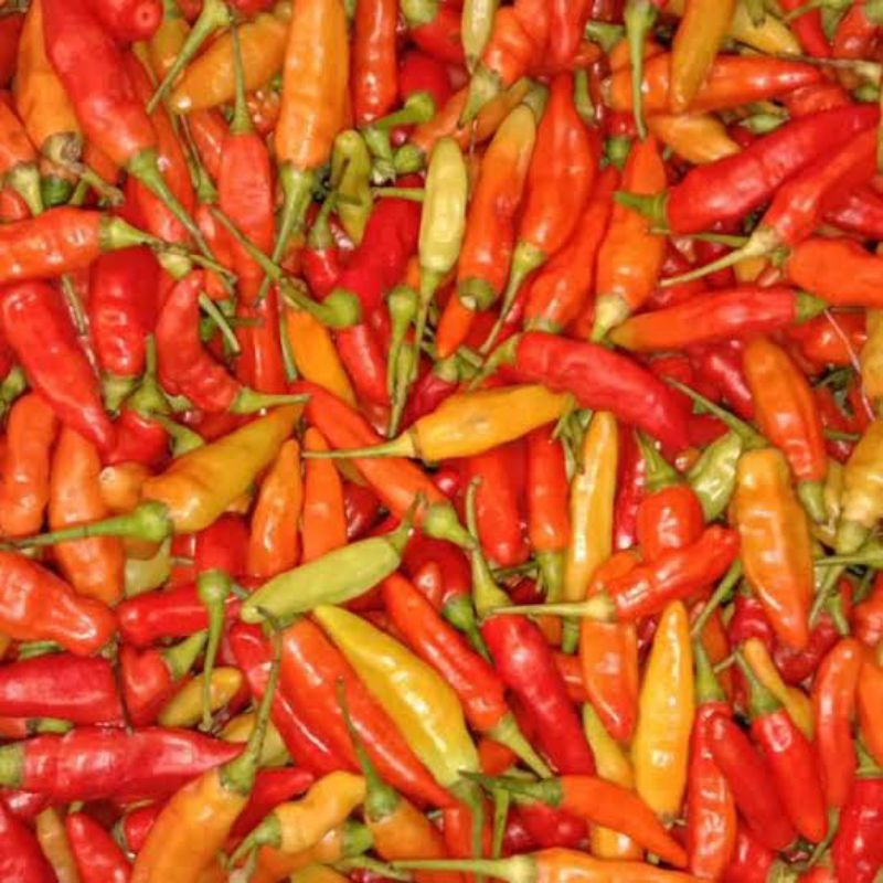 Jual Cabe Rawit Merah 1kg | Shopee Indonesia