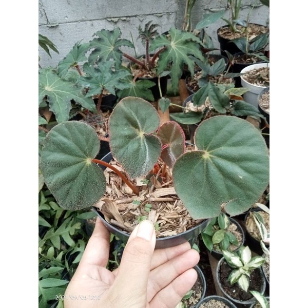 Jual BEGONIA RED CARPET TANAMAN BUNGA BEGONIA RED CARPET | Shopee Indonesia