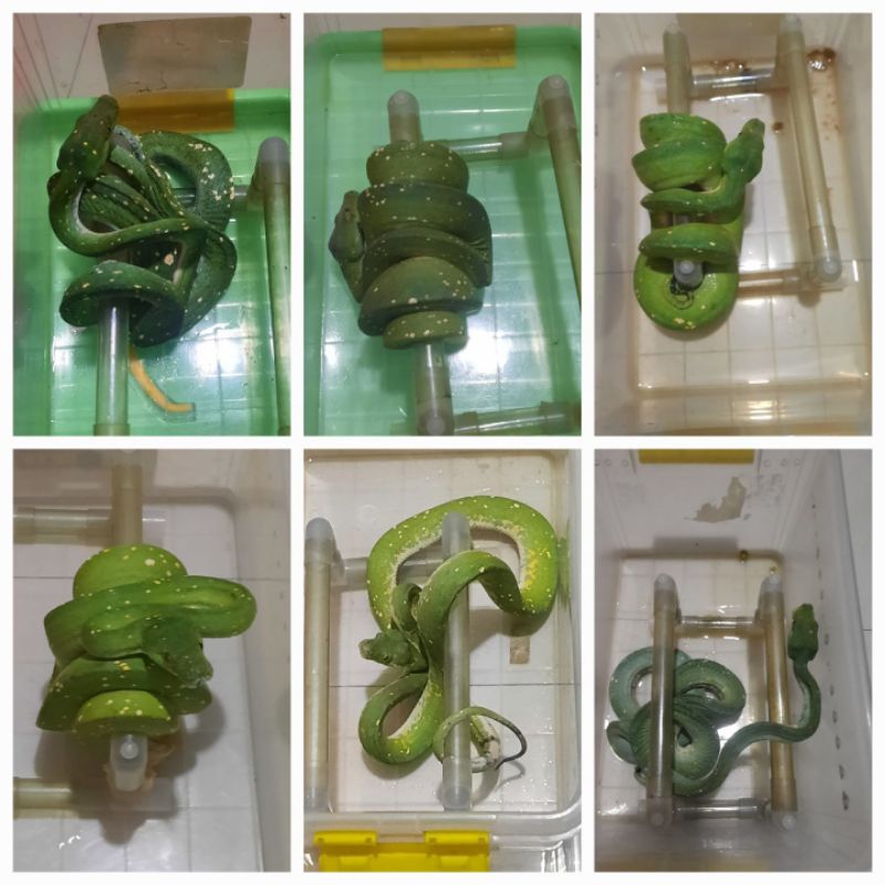 Jual mainan ular green tree python | Shopee Indonesia