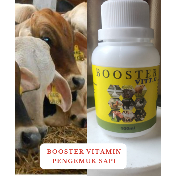 Jual Vitamin Sapi Penggemuk – Bikin Sapi Sehat, Berat Naik, Daging ...