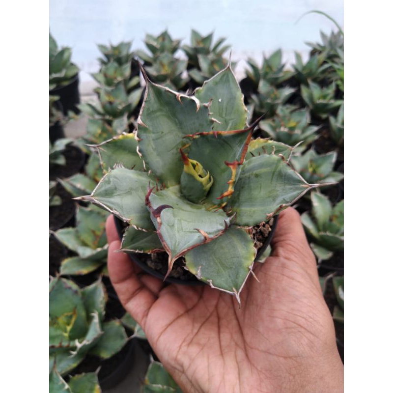 Jual Agave Titanota Bananapeel | Shopee Indonesia